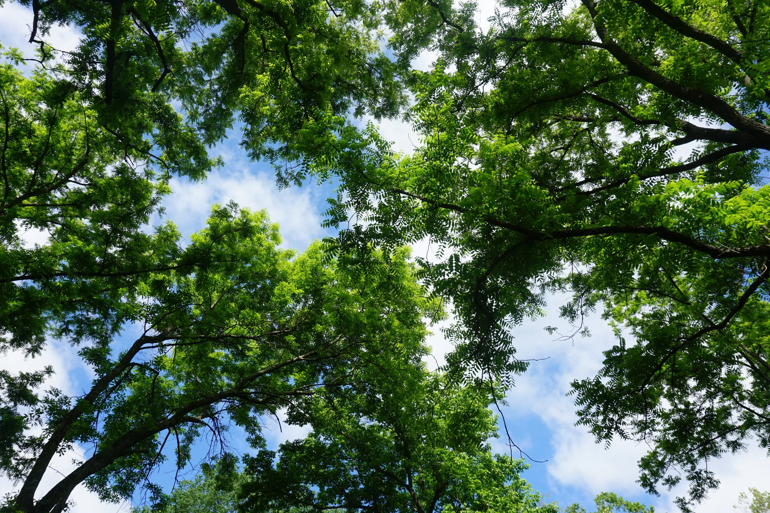 Recovering Tree Canopy in the Illinois River Watershed — Illinois River ...