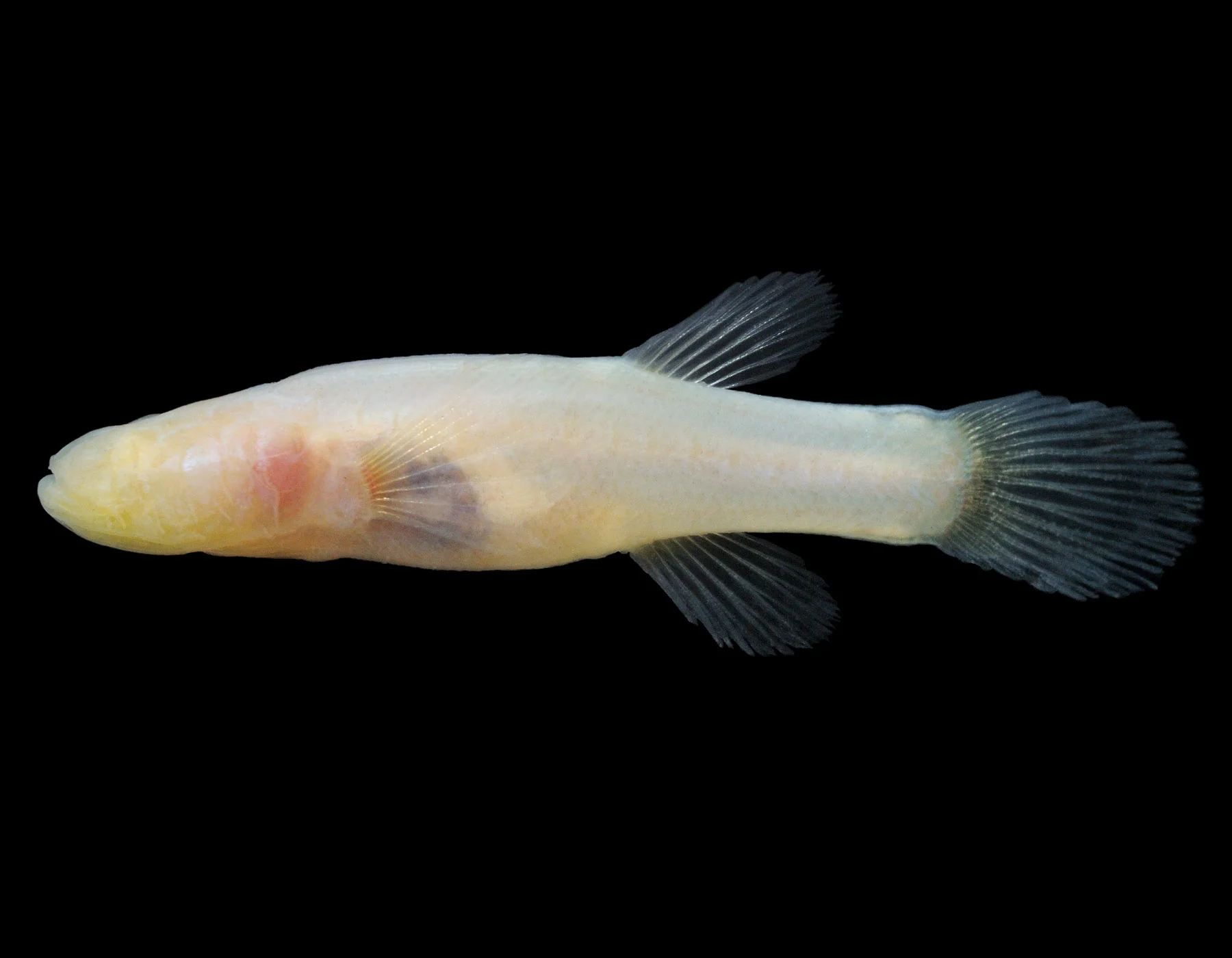 The Story of the Ozark Cavefish — Illinois River Watershed Partnership