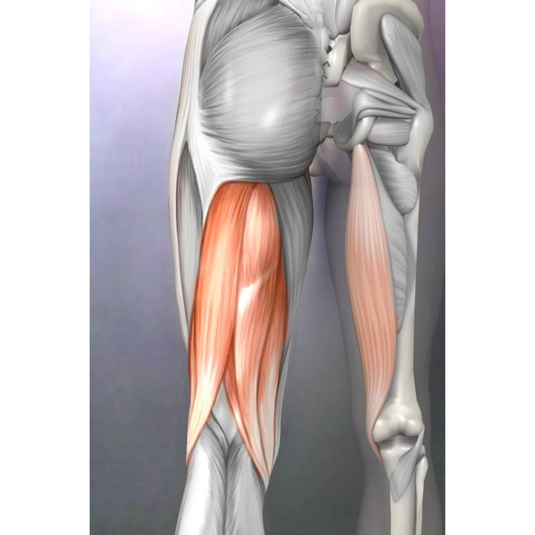 All We Ever Do is Stretch Our Hamstrings in Yoga — Strength for Yoga