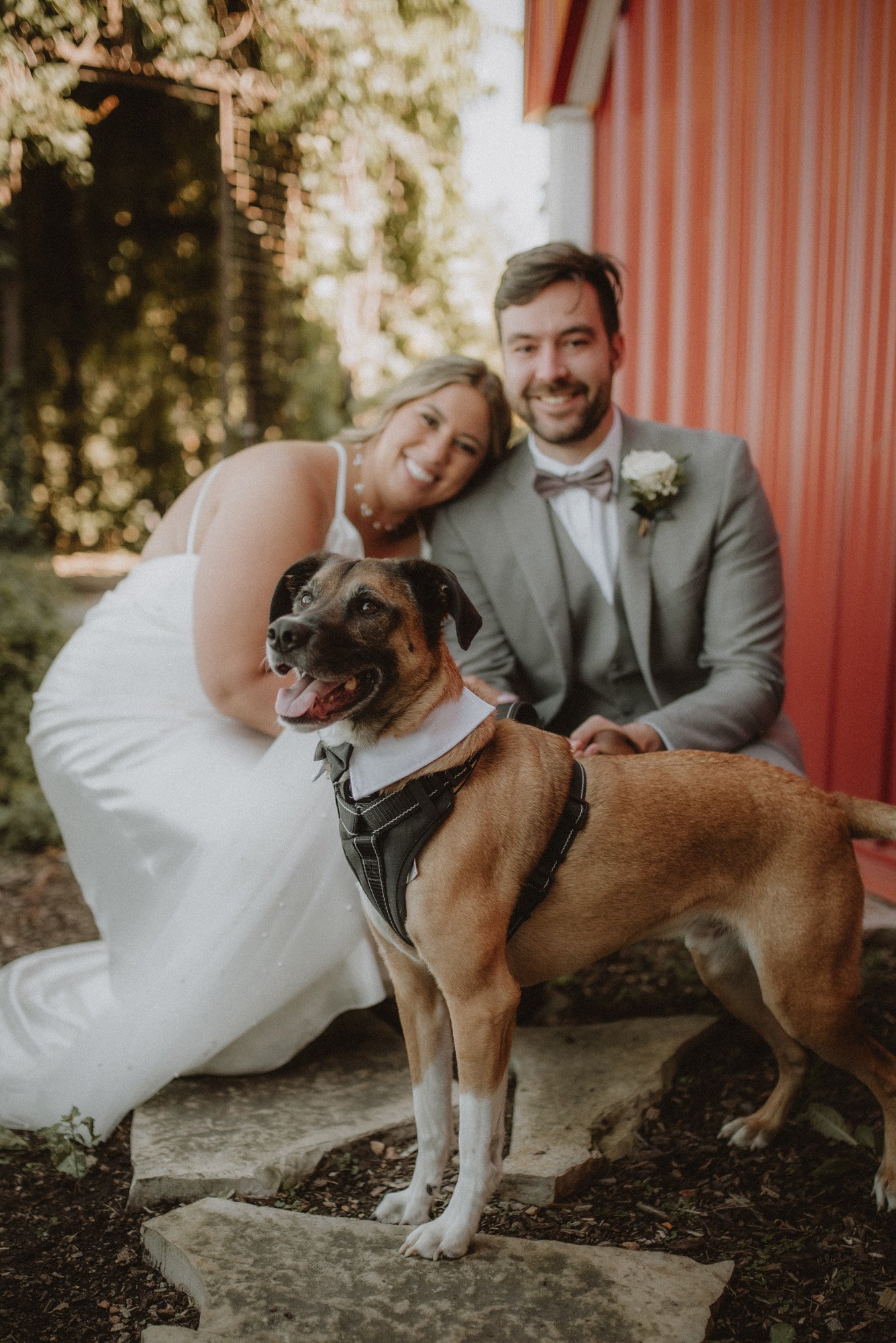 Boxer Dog Wedding Dress