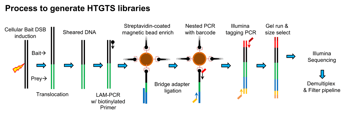 Recurrent translocations — DNA Breakpoint Mapping Laboratory