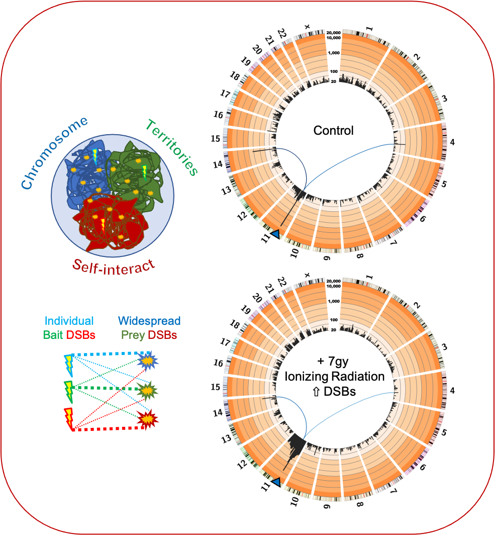 Wide-spread translocations — DNA Breakpoint Mapping Laboratory