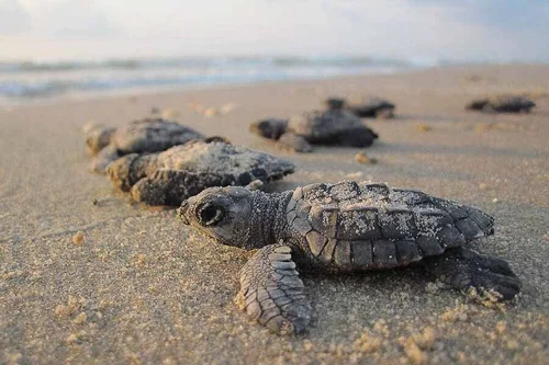 Lights Out For Sea Turtles in Florida! What to Know and How to See Them ...