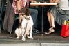Dog-Friendly Naples: Beaches, Parks, & Other Places to Bring Your Dog ...