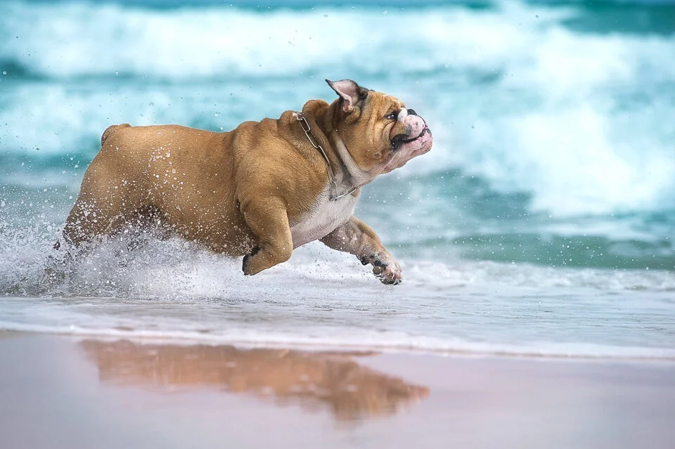 Dog-Friendly Naples: Beaches, Parks, & Other Places to Bring Your Dog ...