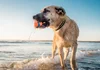 Dog-Friendly Naples: Beaches, Parks, & Other Places to Bring Your Dog ...