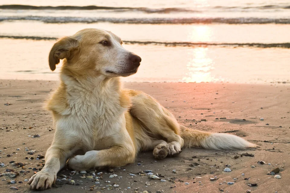 Dog-Friendly Naples: Beaches, Parks, & Other Places to Bring Your Dog ...