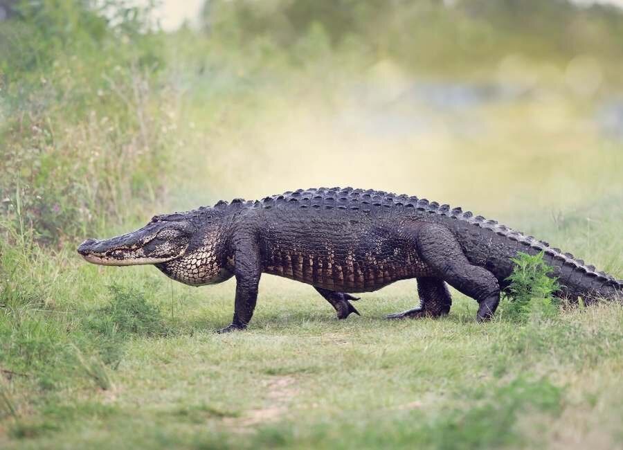 Discover the Florida Everglades: Facts, Fun and Fascinating History ...