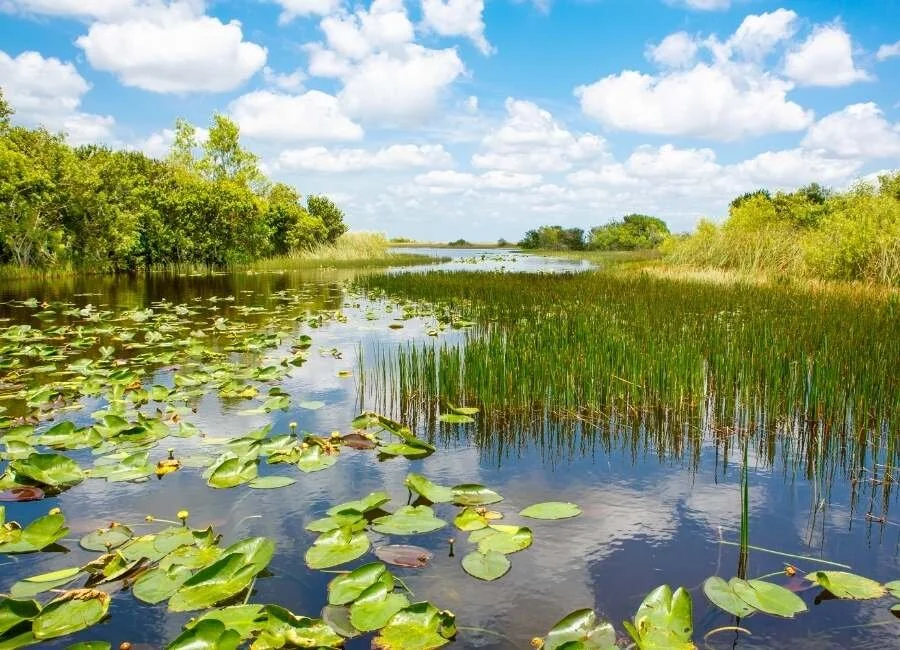 Discover the Florida Everglades: Facts, Fun and Fascinating History ... Discover the Florida Everglades: Facts, Fun and Fascinating History ...