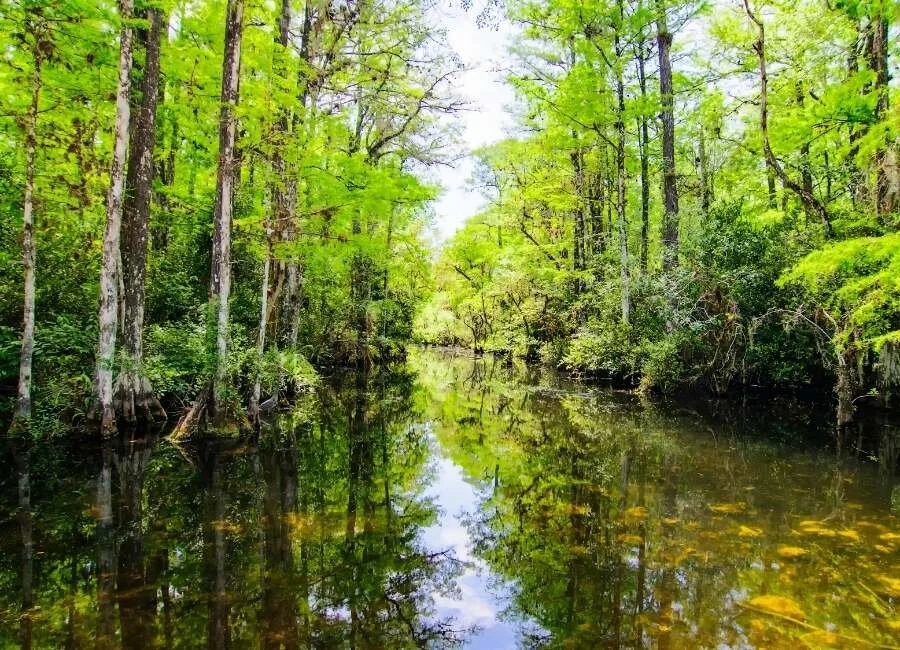 Discover the Florida Everglades: Facts, Fun and Fascinating History ... Discover the Florida Everglades: Facts, Fun and Fascinating History ...