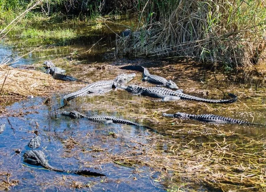 Florida Everglades Camping