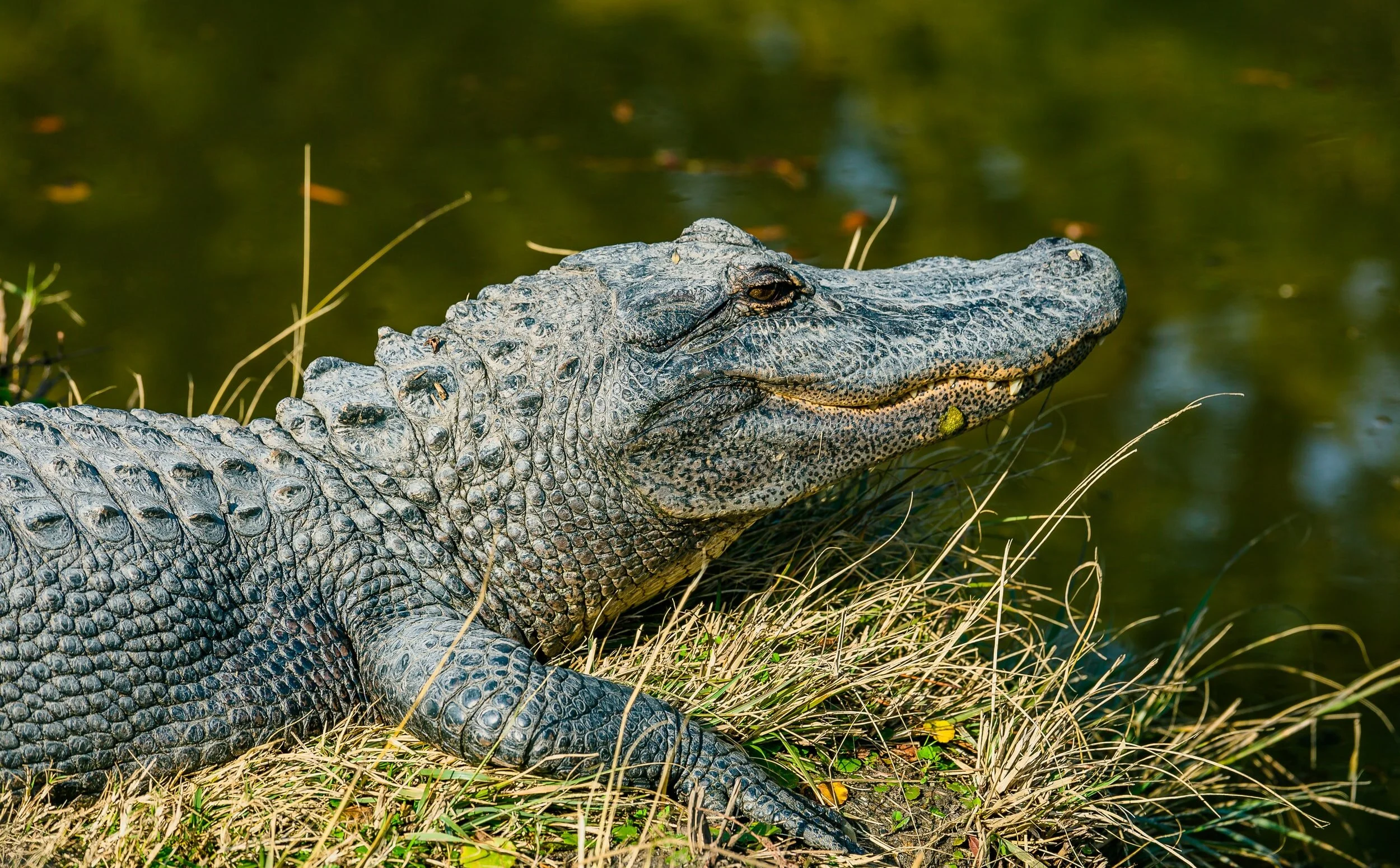 The 5 Best Everglades Airboat Tours Near Naples, Florida — Naples ...