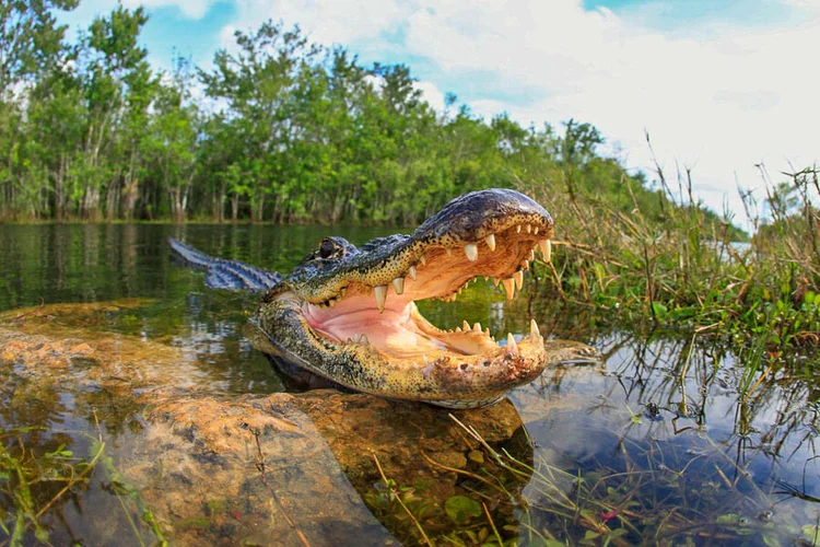 Alligators In The Everglades: Everything You Ever Wanted to Know ...