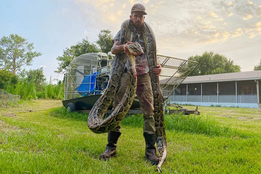 Alligators In The Everglades: Everything You Ever Wanted to Know ...