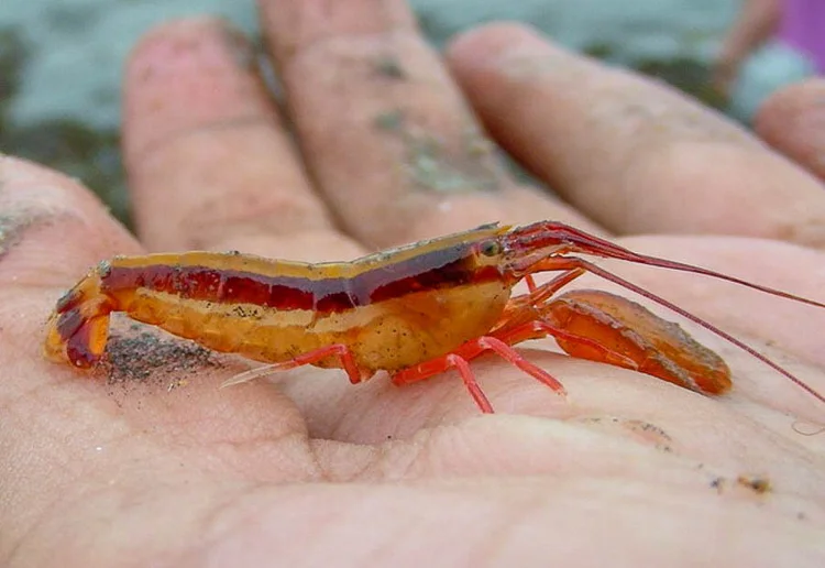 Weird Florida: 8 Unusual Things to See and Do in Southwest Florida ...