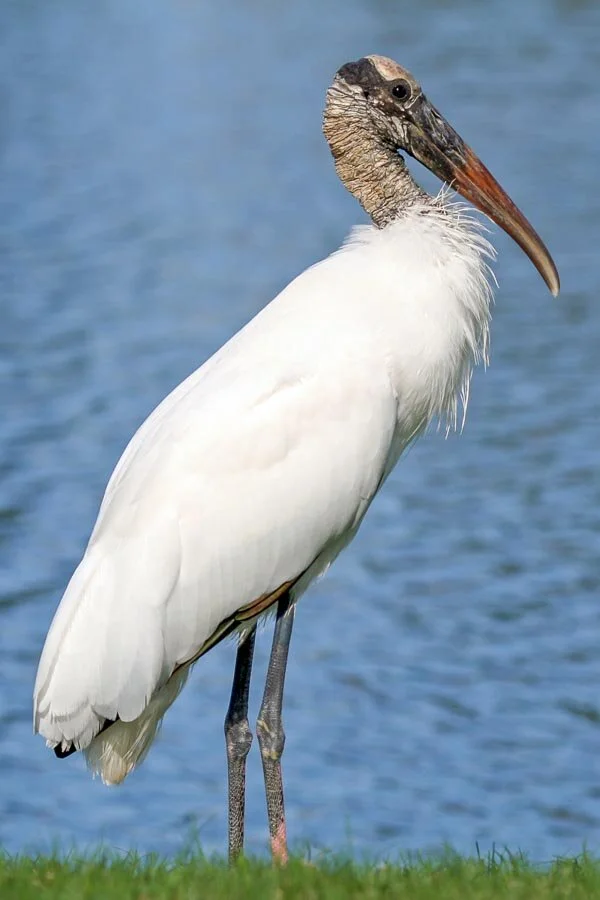 Birds of Southwest Florida: 25+ Feathered Friends to Set Your Sights On ...