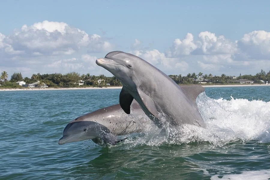 11 Best Things to Do in Captiva Island — Naples Florida Travel Guide