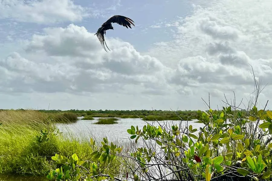 9 Unmissable Everglades Eco Tours To Immerse Yourself In — Naples ...
