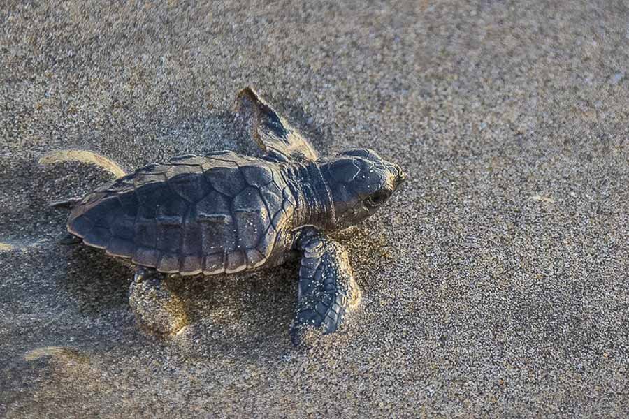 Lights Out For Sea Turtles in Florida! What to Know and How to See Them ...
