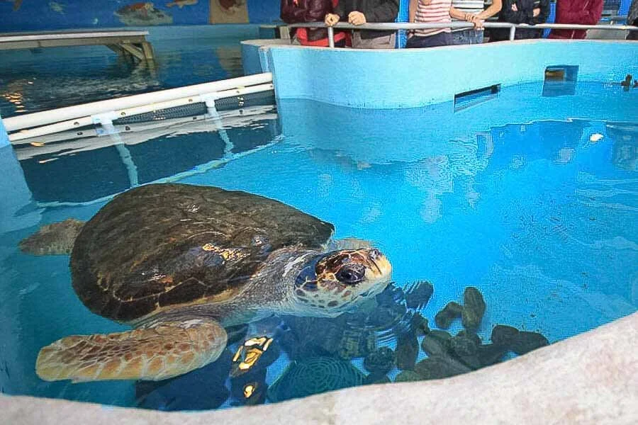 Lights Out For Sea Turtles in Florida! What to Know and How to See Them ...