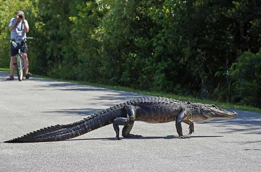 Naples Alligator Guide: Safety Tips and 12 Places to See Them — Naples ...