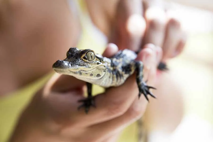 Naples Alligator Guide: Safety Tips and 12 Places to See Them — Naples ...