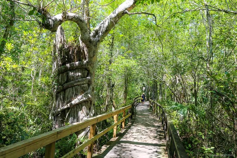 21 Awesome Things to Do in Naples Florida, the Paradise Coast — Naples ...