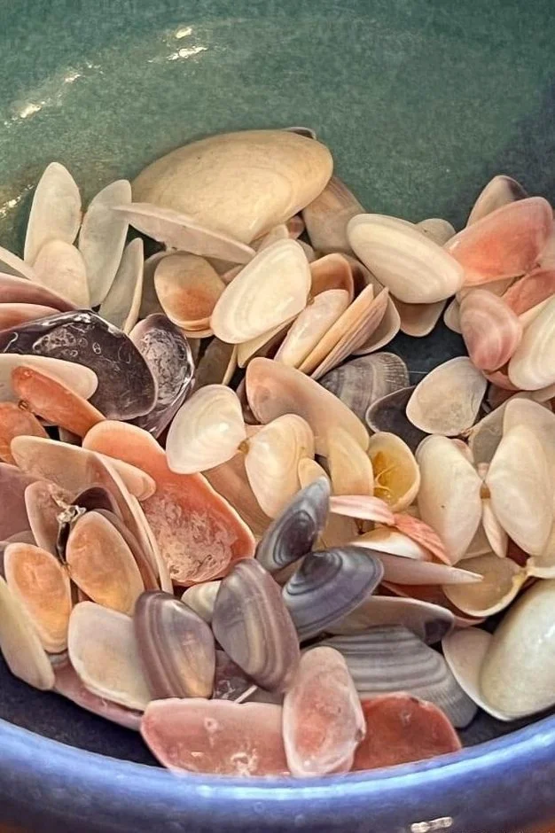 Essential Guide to Shelling on Marco Island (Tours, Best Time to Go ...