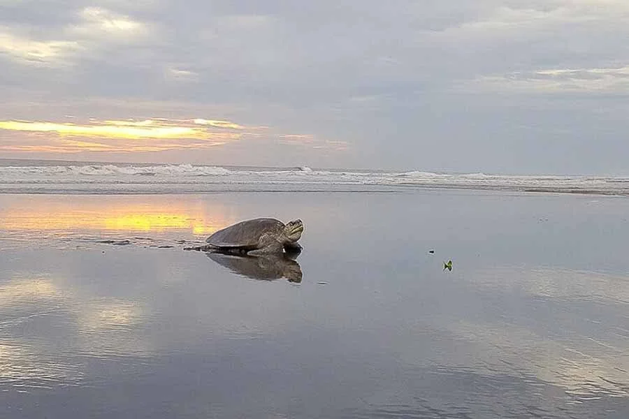 Lights Out For Sea Turtles in Florida! What to Know and How to See Them ...