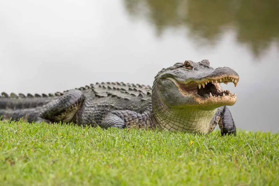 Naples Alligator Guide: Safety Tips and 12 Places to See Them — Naples ...