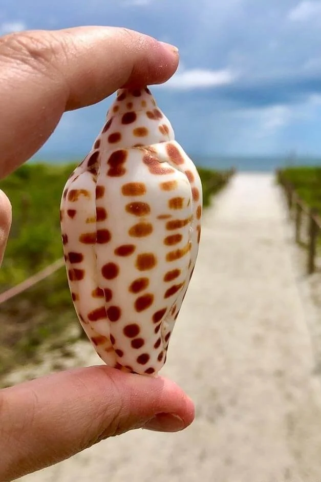 Essential Guide to Shelling on Marco Island (Tours, Best Time to Go ...