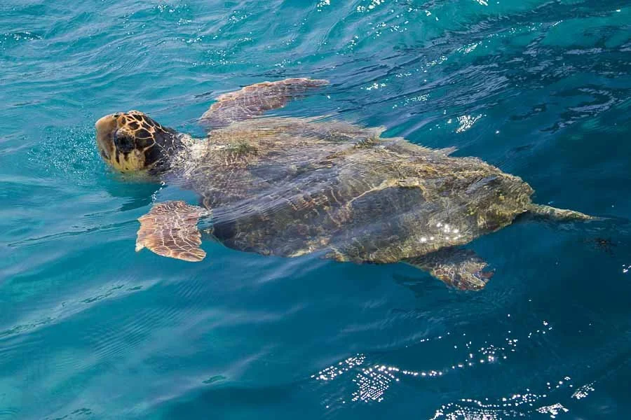 Lights Out For Sea Turtles in Florida! What to Know and How to See Them ...
