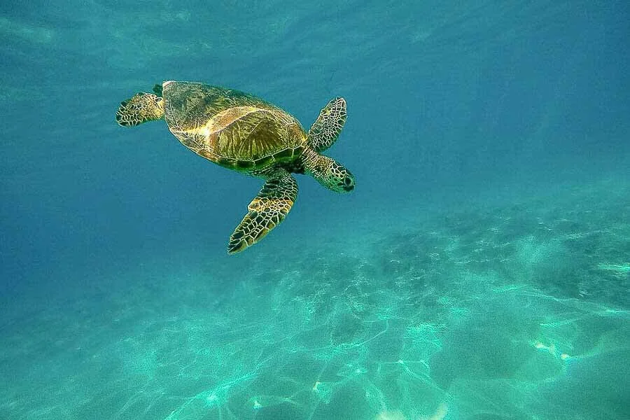 Lights Out For Sea Turtles in Florida! What to Know and How to See Them ...
