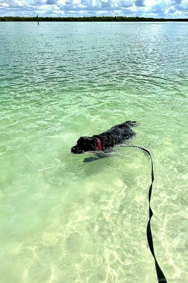 Explore the Ten Thousand Islands, Southwest Florida’s Wet Wonderland ...