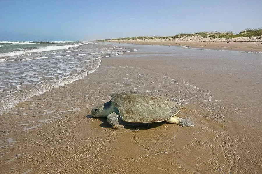 Lights Out For Sea Turtles in Florida! What to Know and How to See Them ...