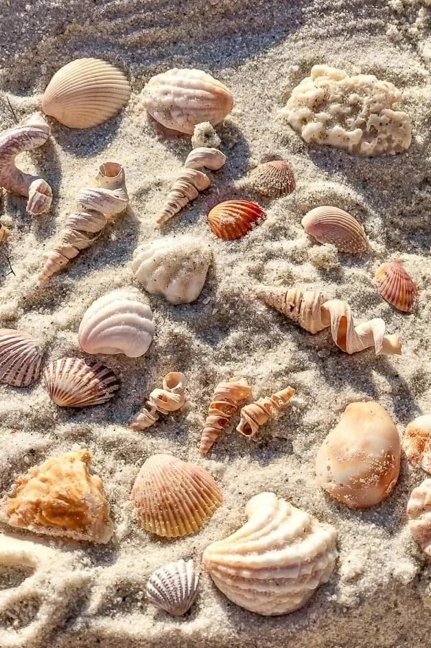 Essential Guide to Shelling on Marco Island (Tours, Best Time to Go ...