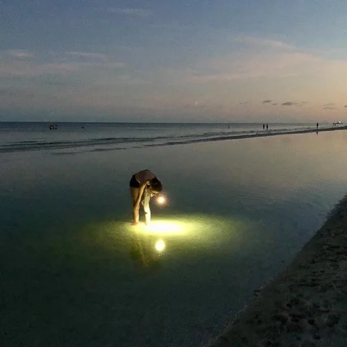 Essential Guide to Shelling on Marco Island (Tours, Best Time to Go ...