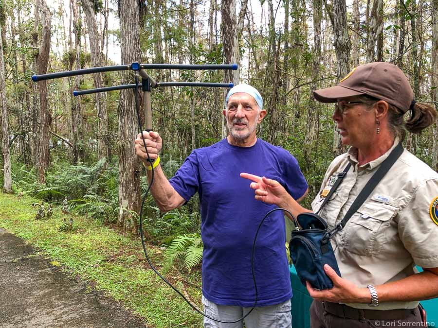 A Big Cypress Swamp Walk: Everglades Fun in Ochopee Florida — Naples ...