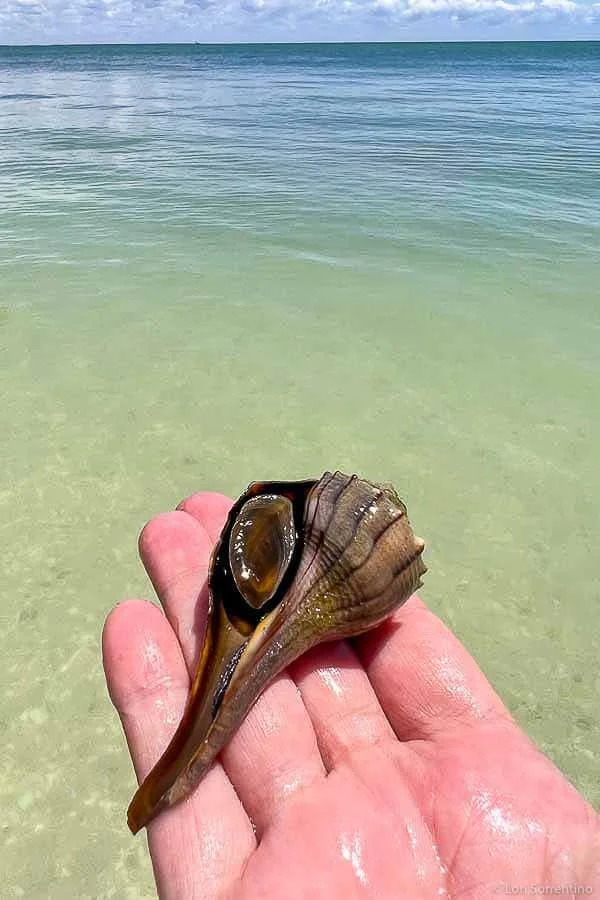 Explore the Ten Thousand Islands, Southwest Florida’s Wet Wonderland ...