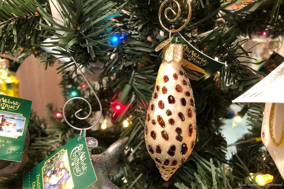 Essential Guide to Shelling on Marco Island (Tours, Best Time to Go ...