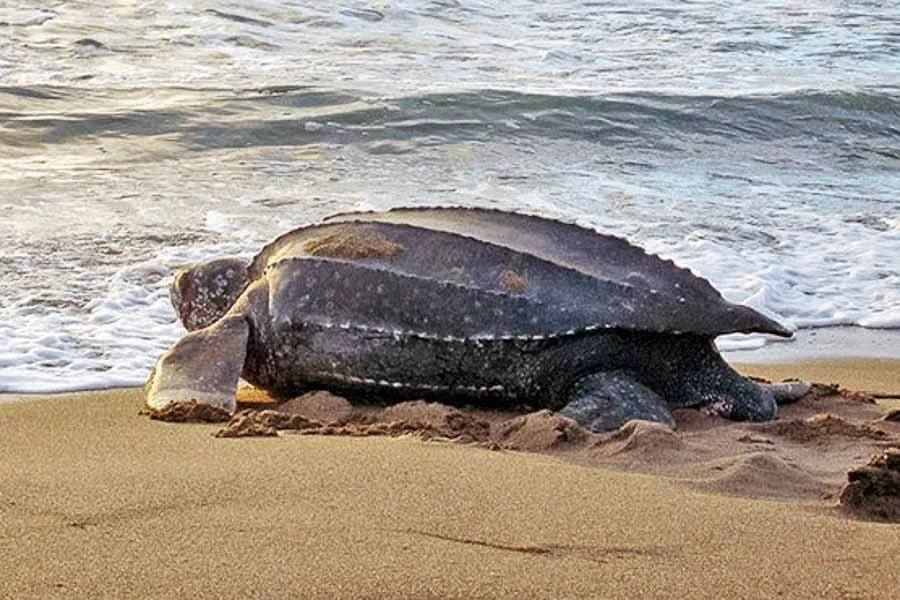 Lights Out For Sea Turtles in Florida! What to Know and How to See Them ...