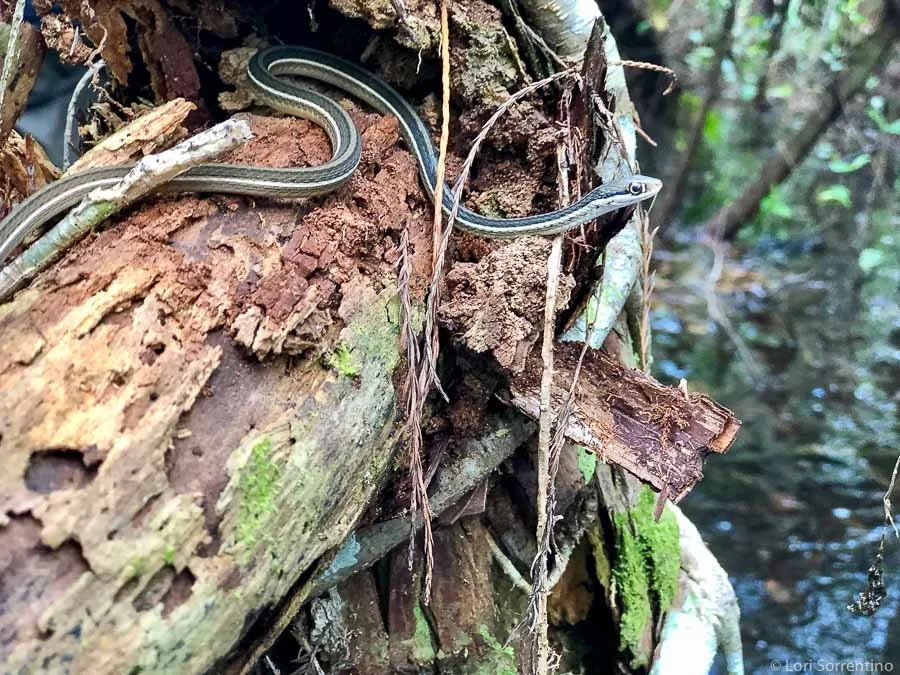 A Big Cypress Swamp Walk: Everglades Fun in Ochopee Florida — Naples ...