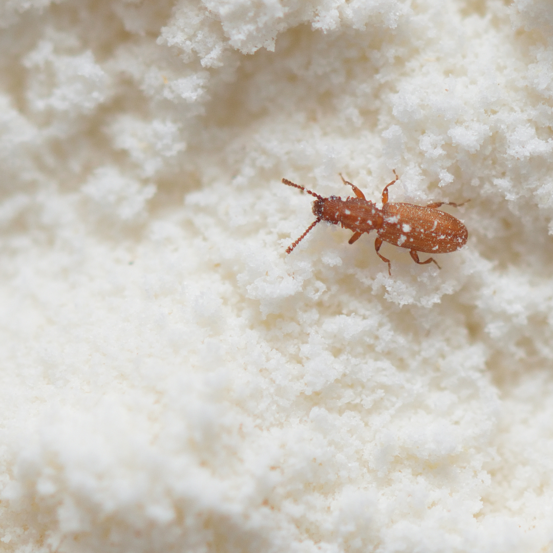 Storing whole grains for bread making — Elly's Everyday