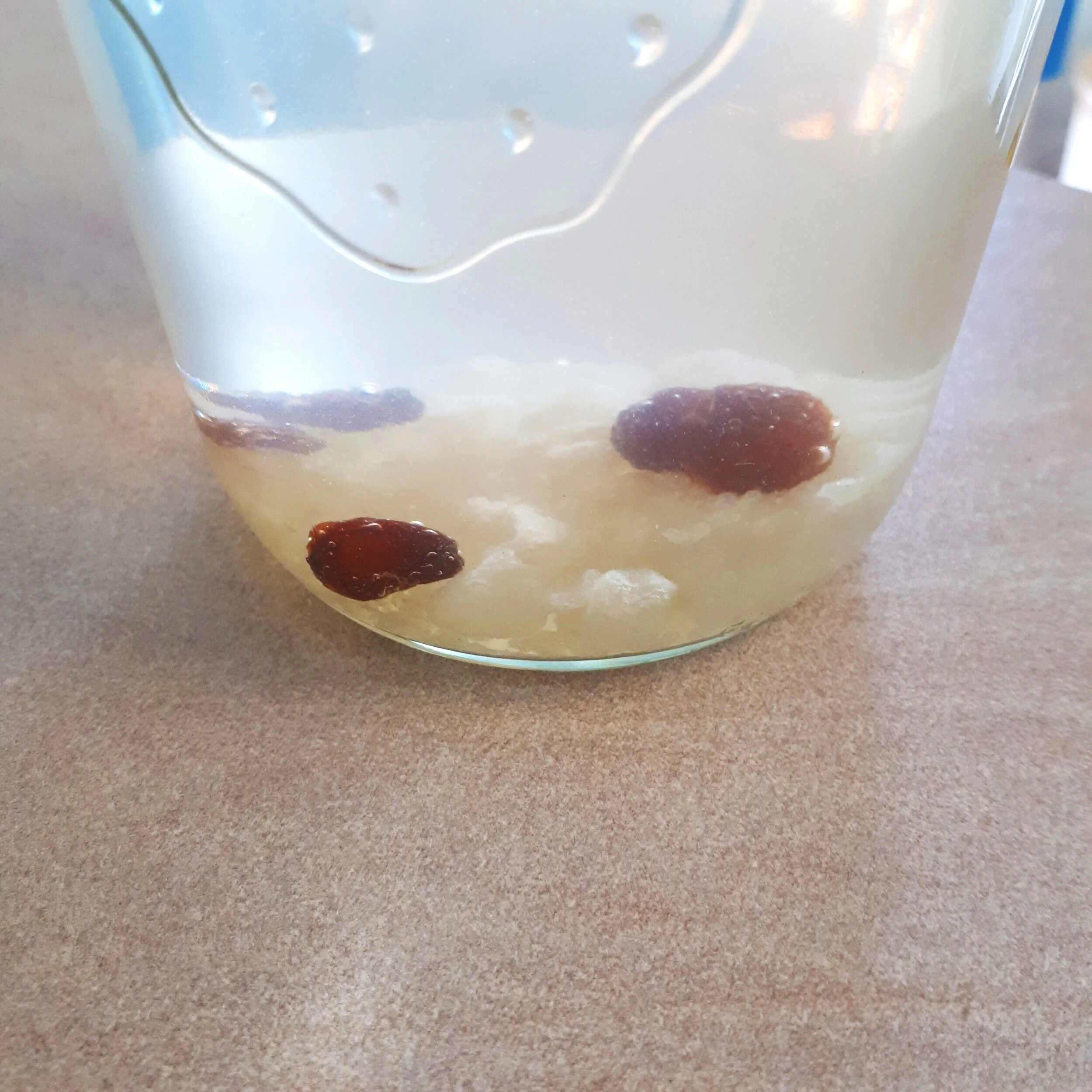 How to make probiotic Water Kefir (Tibicos) drink — Elly's Everyday