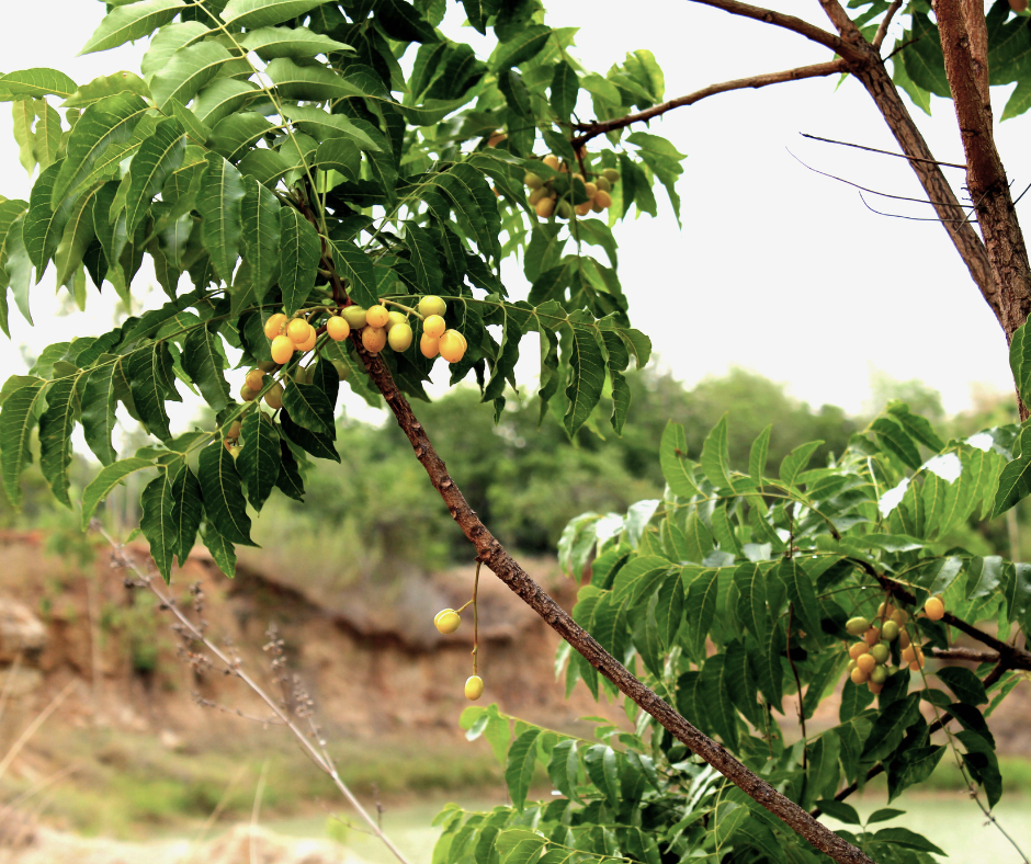 Cold Process Neem Soap made with Tropical Oils — Elly's Everyday