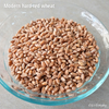 Grain-Flour-Grams Conversion Charts for Home Millers and Bakers — Elly ...
