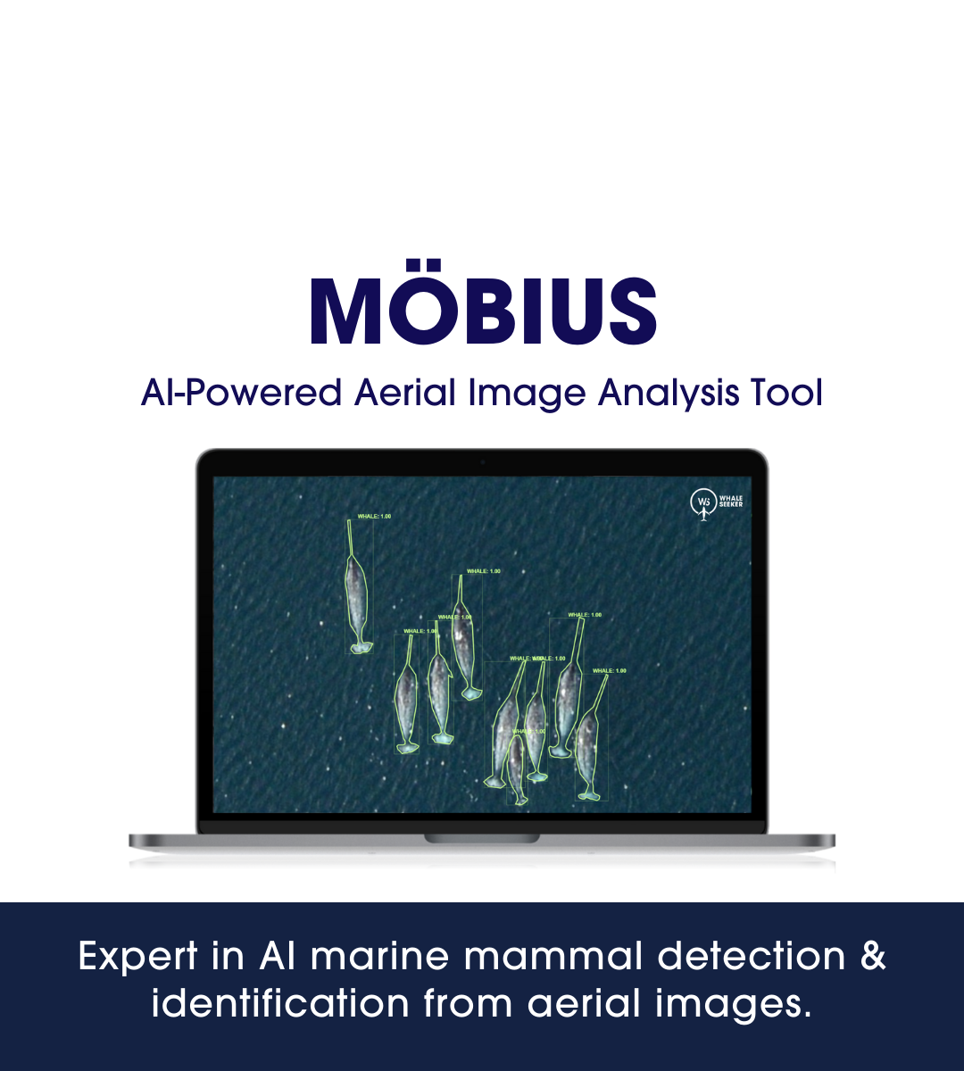 Mobius — Whale Seeker