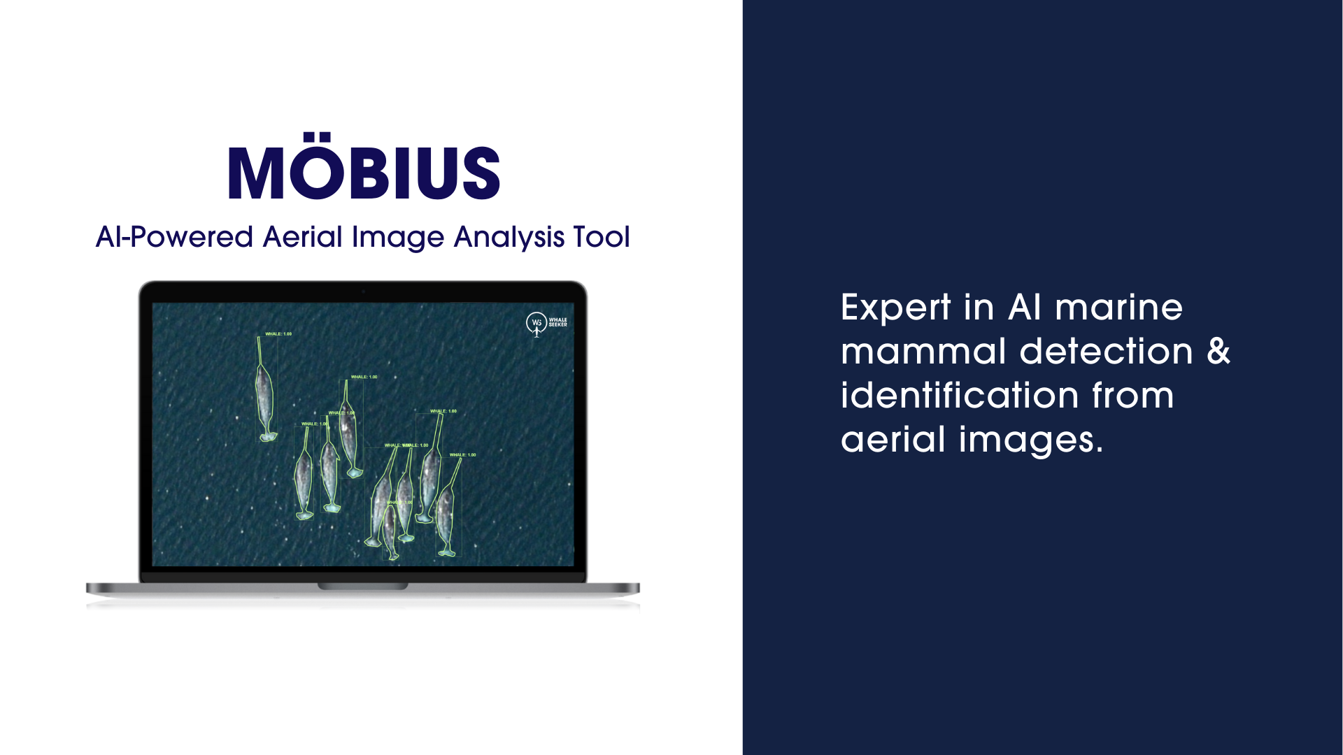 Mobius — Whale Seeker