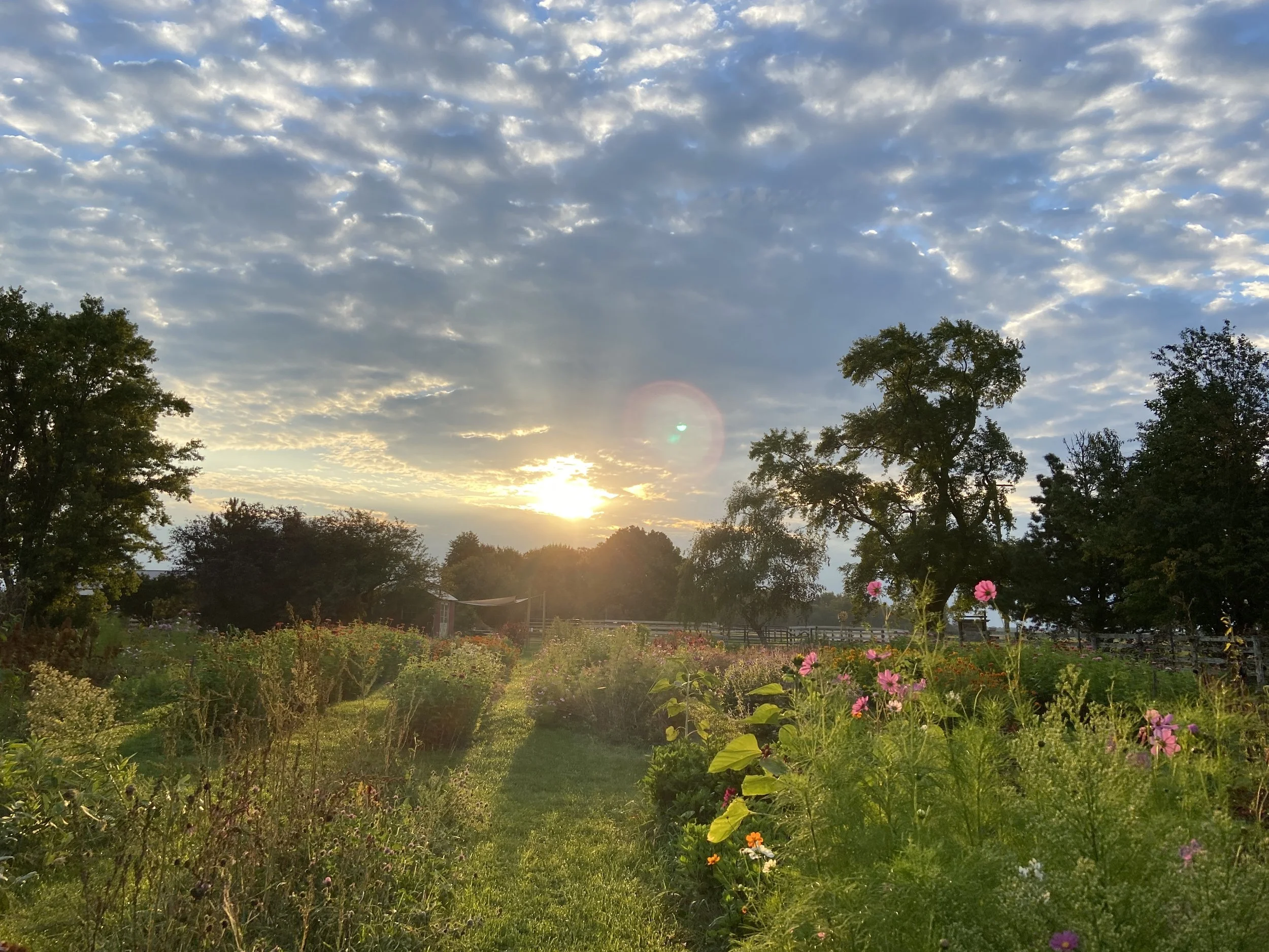 Gallery — Dented Gate Flower Farm