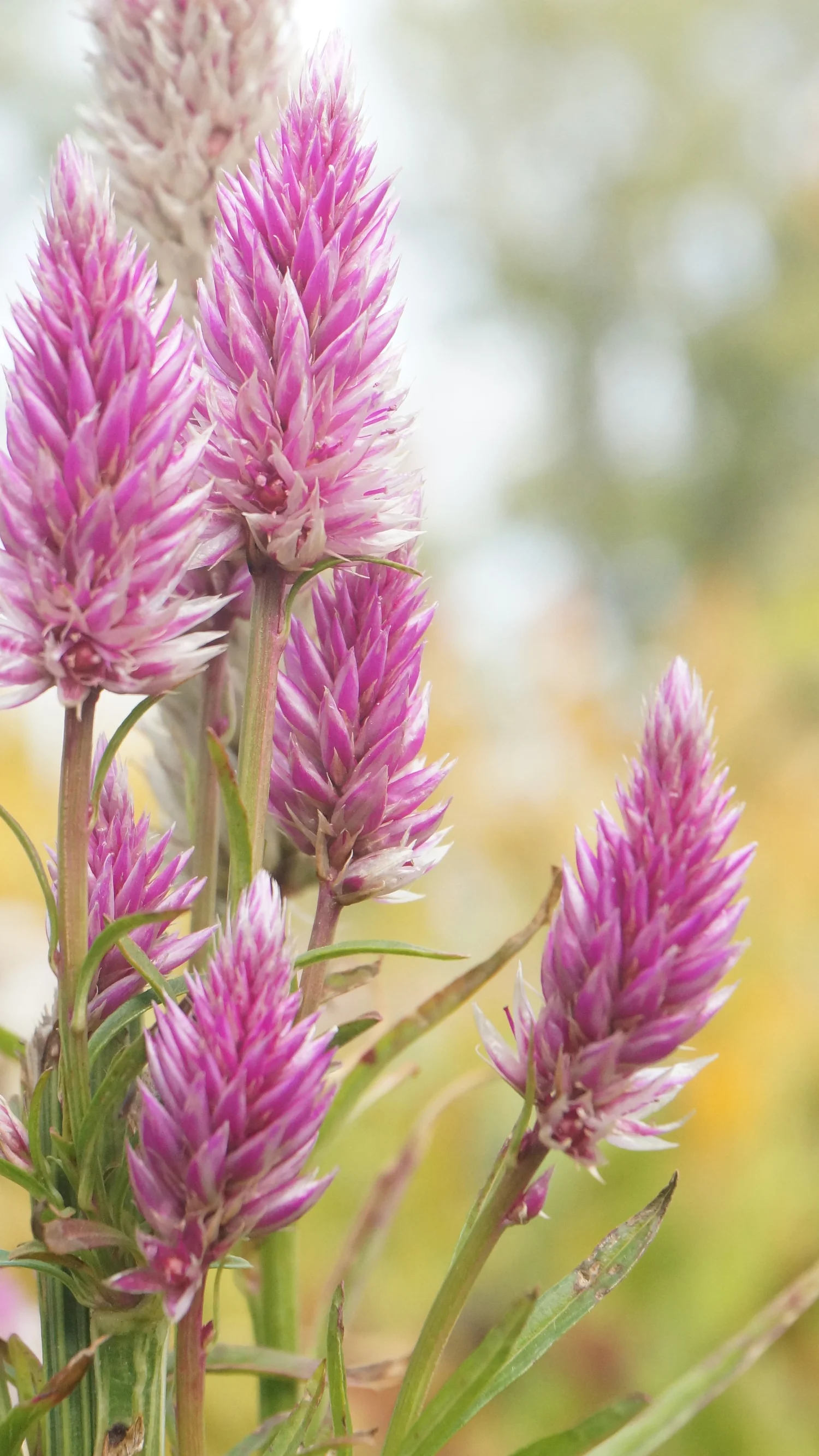 Dented Gate Flower Farm